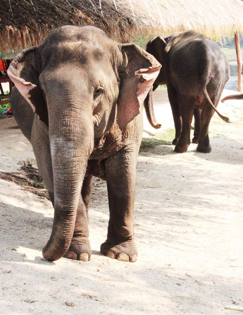 Reunited with My Elephant Friends